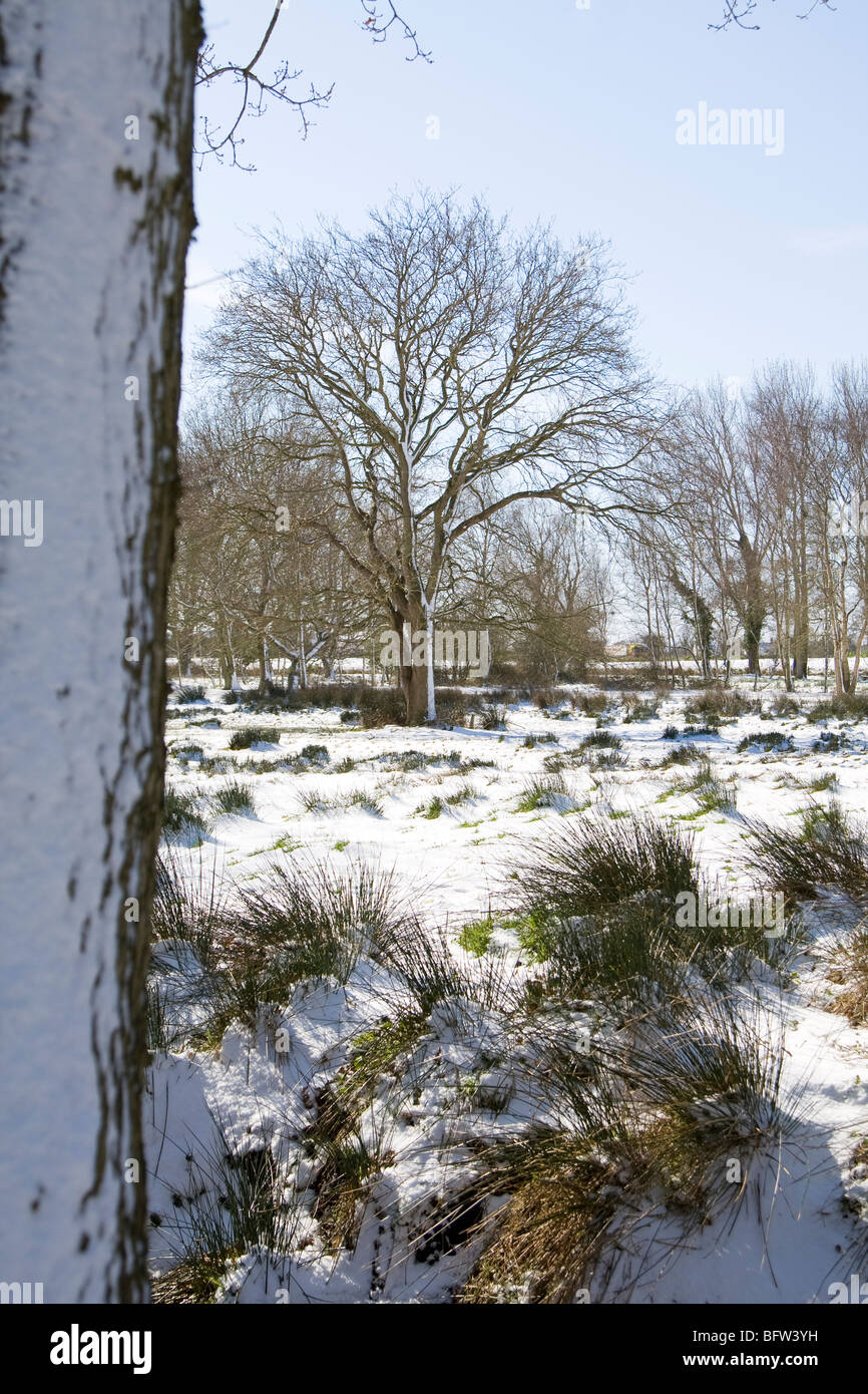 Winter Snow Scene on Norfolk Rough Pasture Land Stock Photo - Alamy