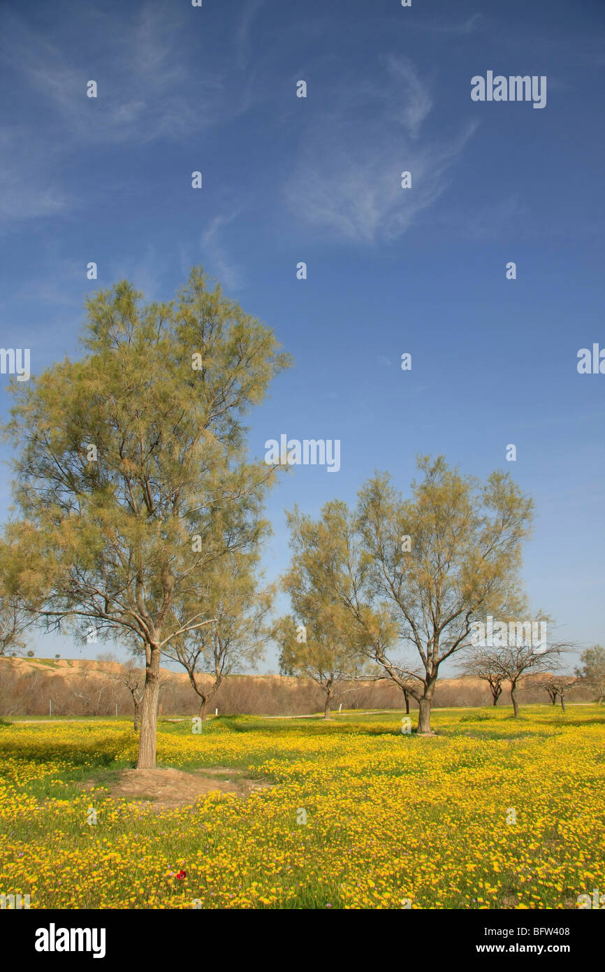 Israel, Besor region in the northern Negev. Springtime at Eshkol ...