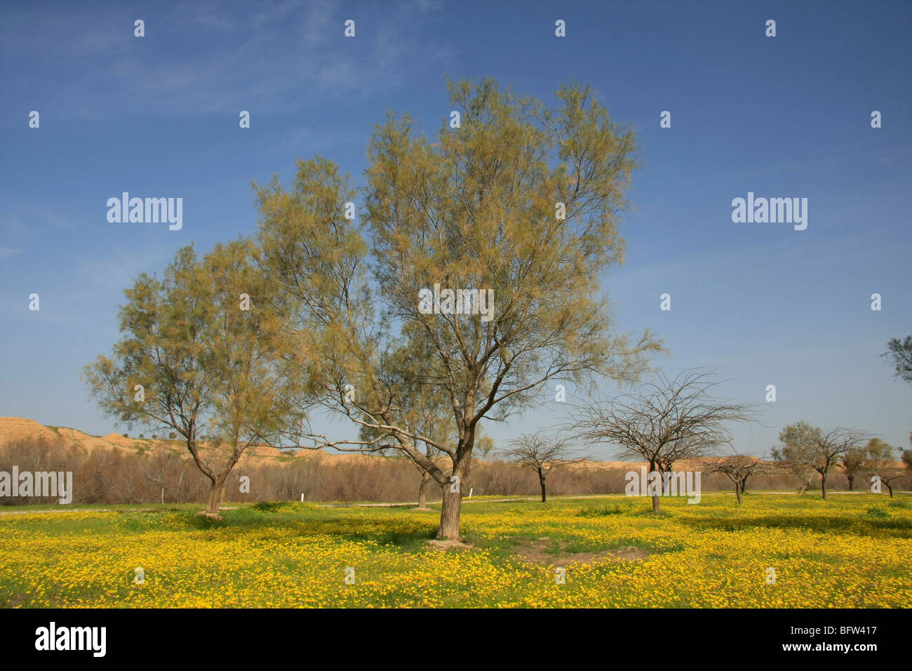 Israel, Besor region in the northern Negev. Springtime at Eshkol ...