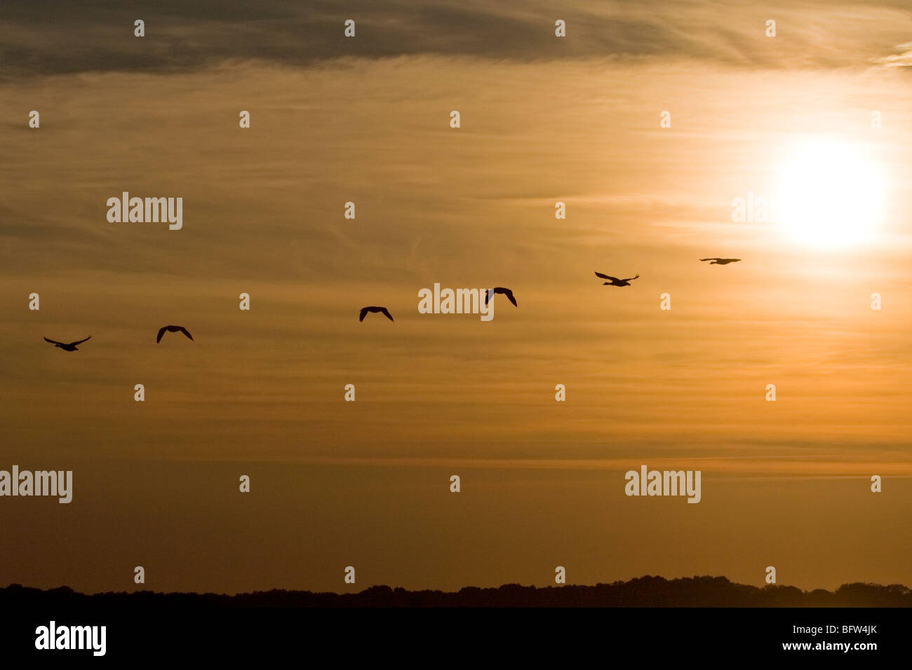 Geese Flying Sunset High Resolution Stock Photography and Images - Alamy