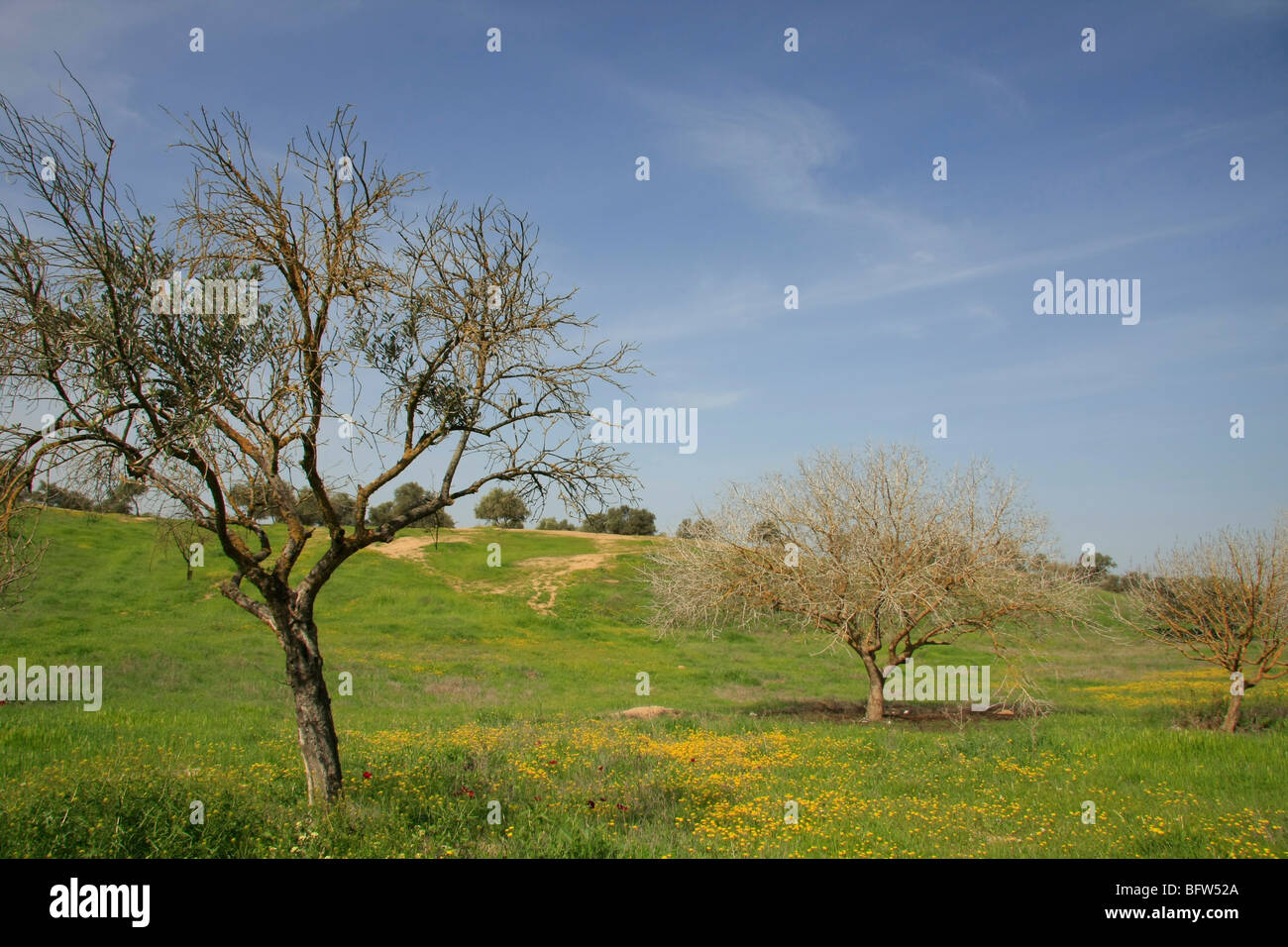 Israel, Besor region in the northern Negev. Springtime at Eshkol ...