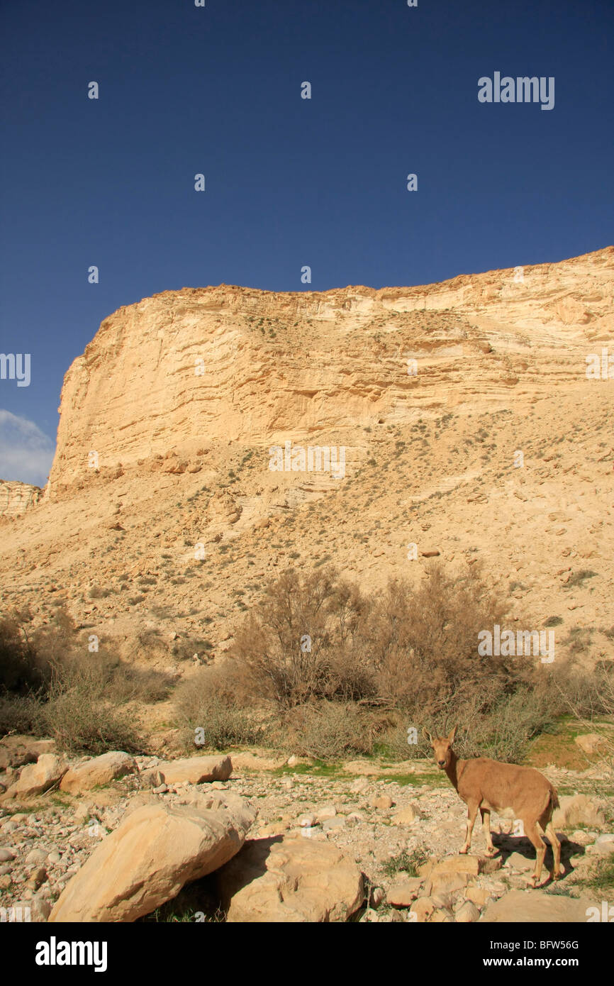 Ein animal hi-res stock photography and images - Alamy