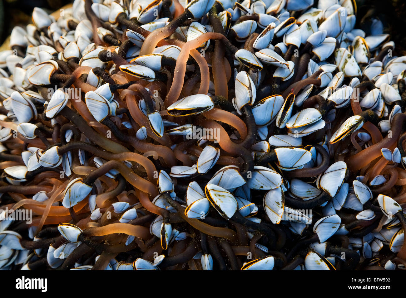 Goose barnacles hi-res stock photography and images - Alamy