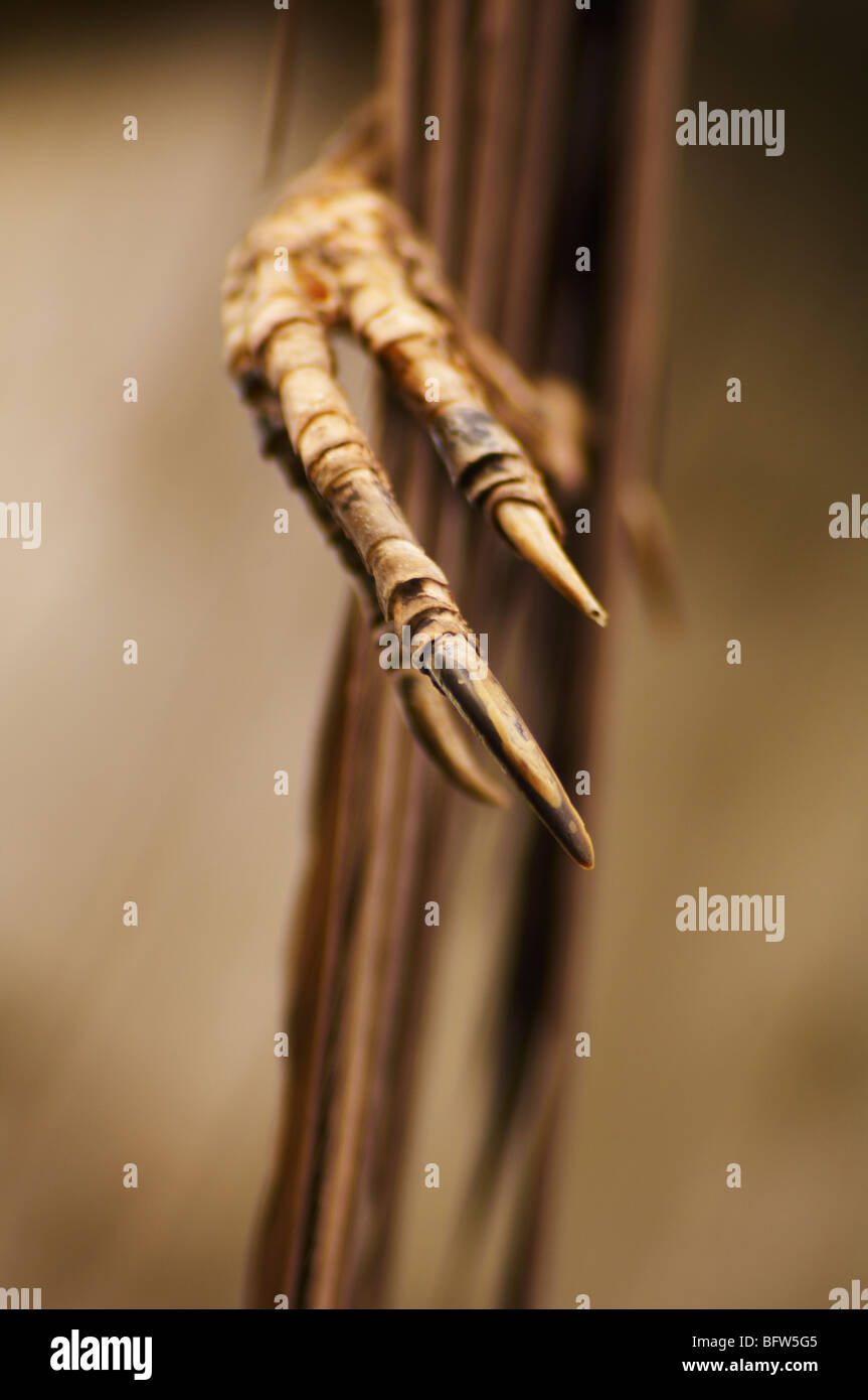 Skeletal remains of a dead crows foot caught in barbed wire Stock Photo ...