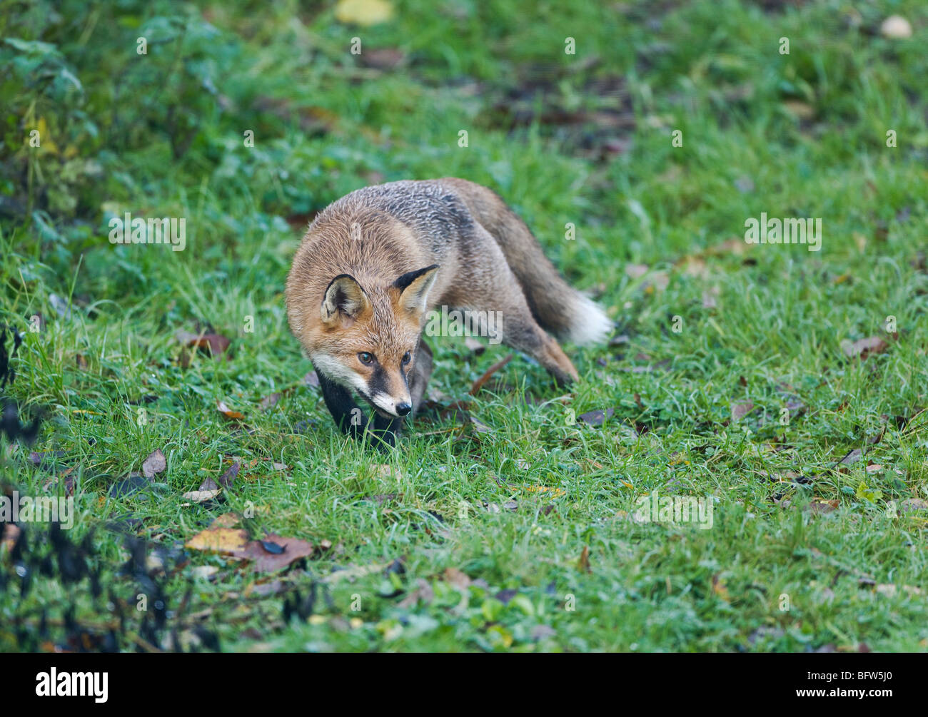 Fox With Prey Stock Photos & Fox With Prey Stock Images - Alamy