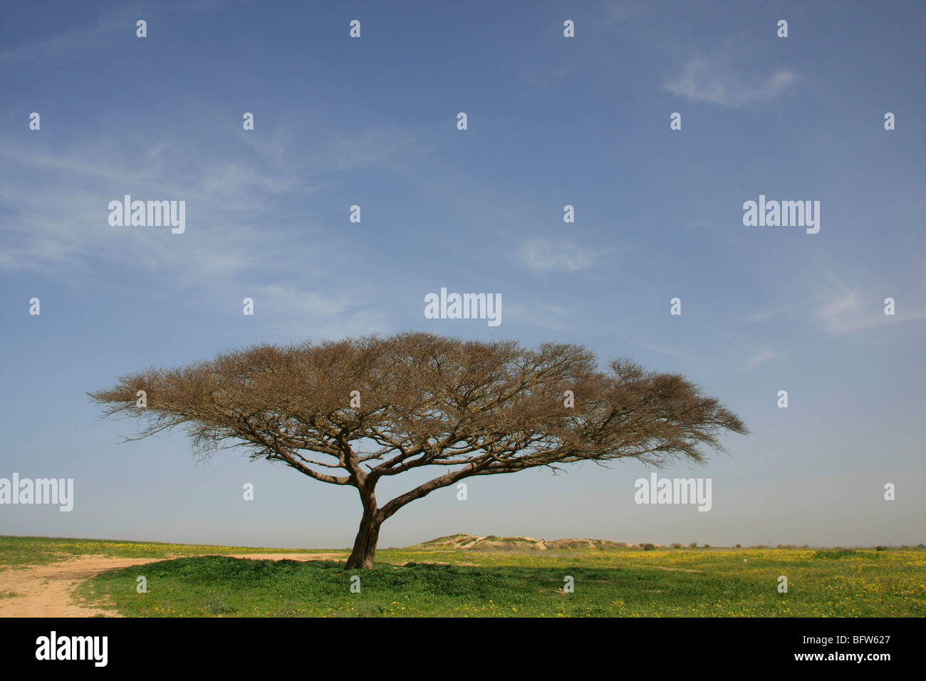 Israel, the northern Negev. Acacia Raddiana tree by Besor scenic road ...