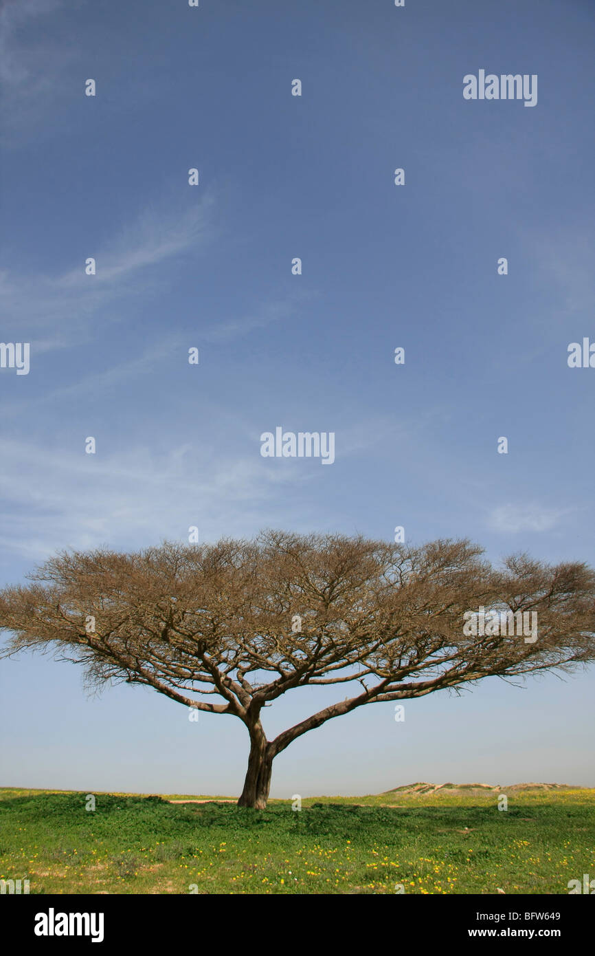 Israel, the northern Negev. Acacia Raddiana tree by Besor scenic road ...