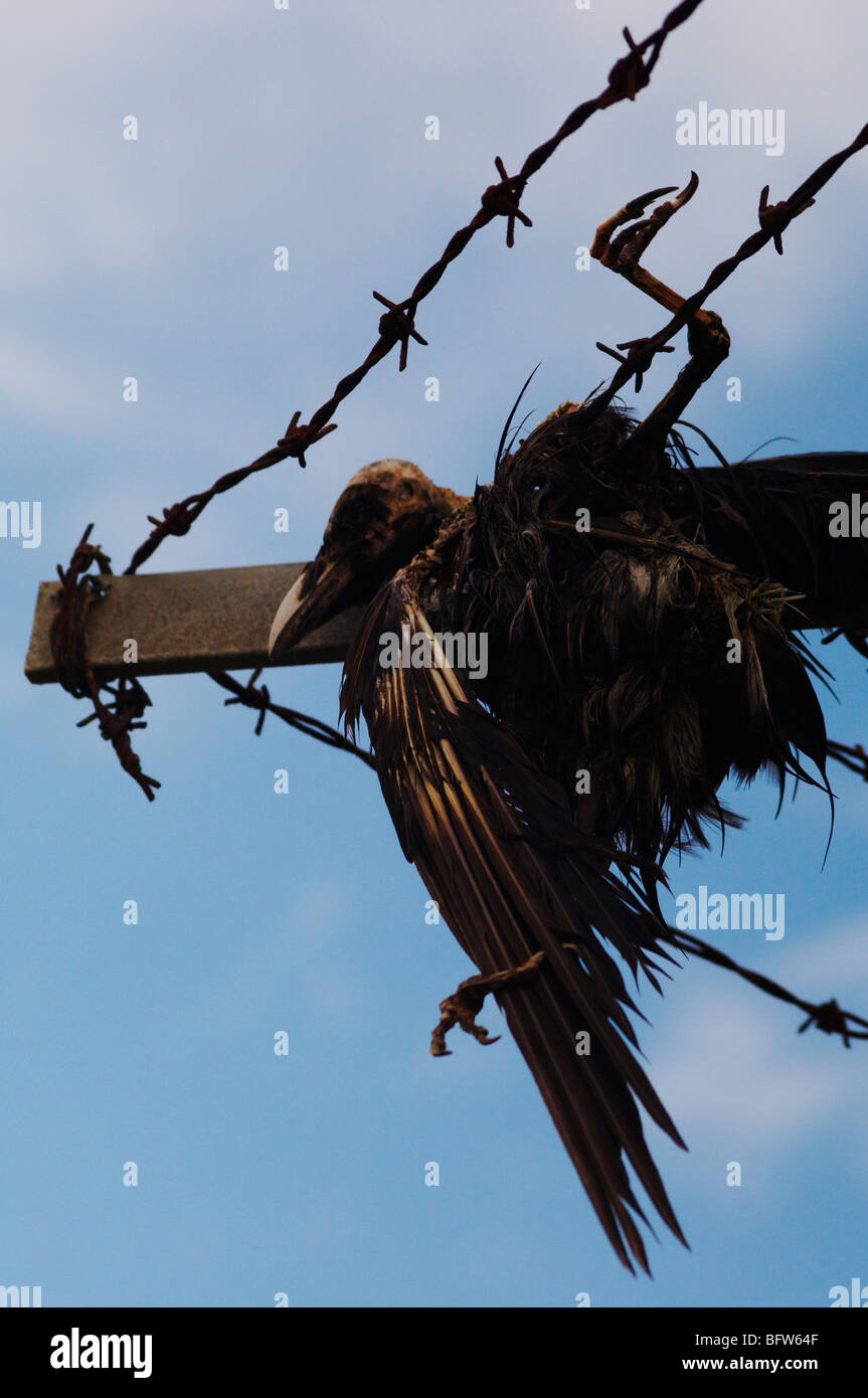 Remains of a dead crow caught in barbed wire on an electricity pylon ...