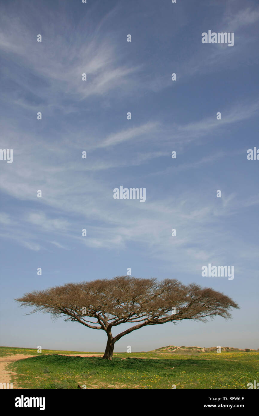 Israel, the northern Negev. Acacia Raddiana tree by Besor scenic road ...
