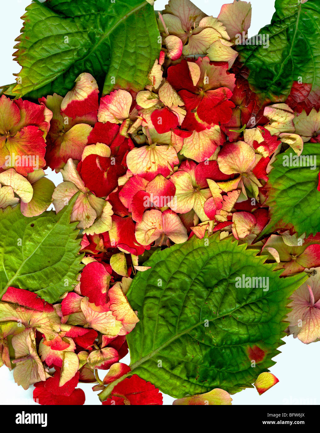 Abstract hydrangea hi-res stock photography and images - Alamy