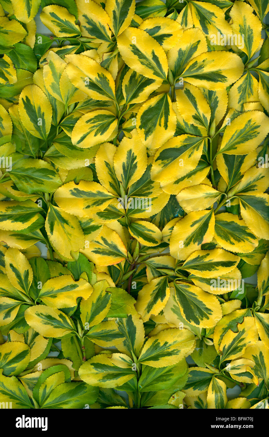 Abstract leaves background hi-res stock photography and images - Alamy