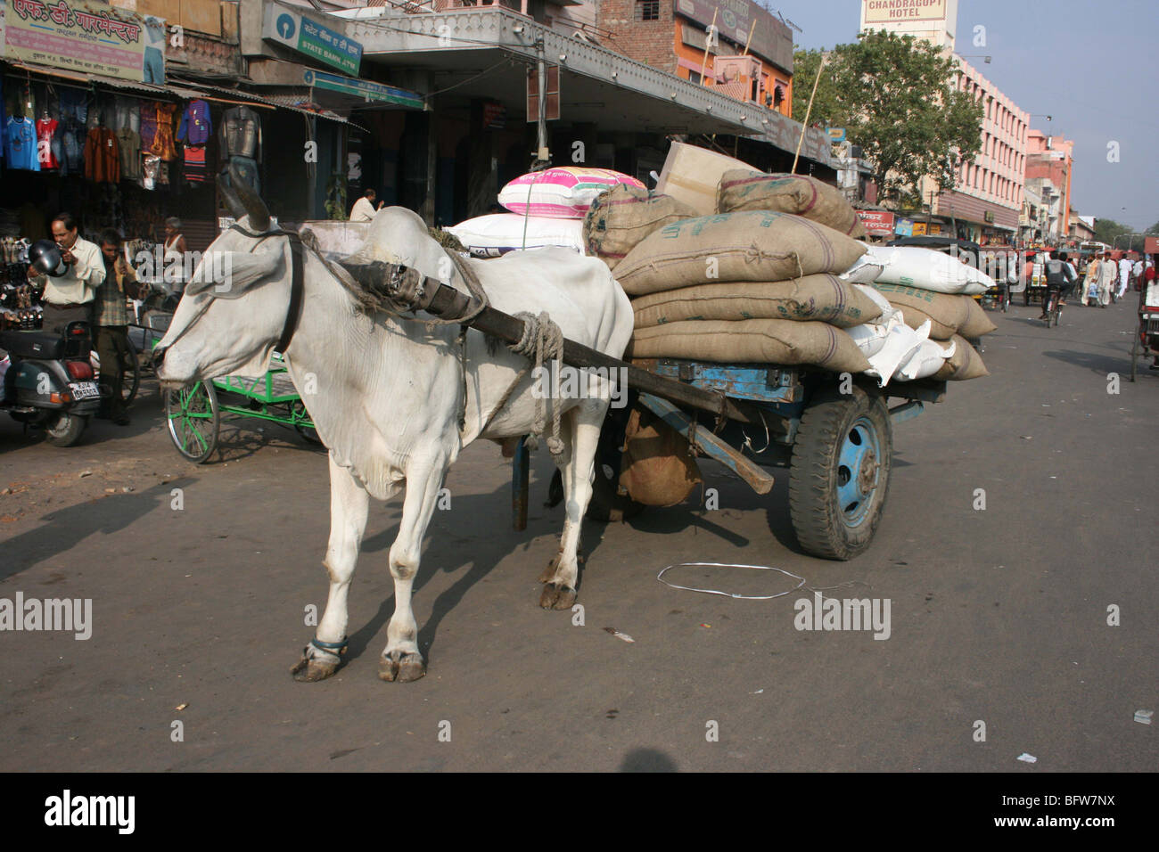 Indian ox hi-res stock photography and images - Alamy