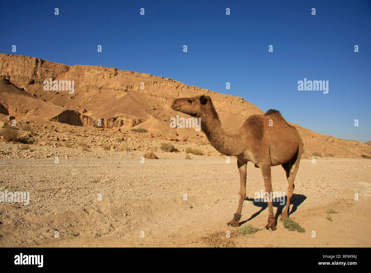 Israel, Negev, a camel in Wadi Nekarot on the ancient Incense Route, a ...
