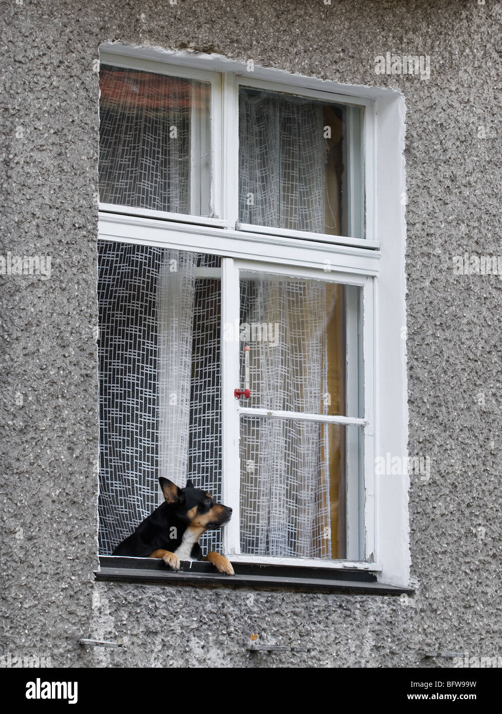 The Dog looking at The Window Stock Photo - Alamy