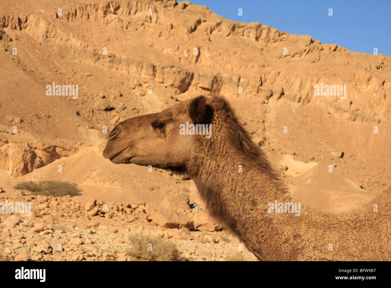 Ancient camel route hi-res stock photography and images - Alamy
