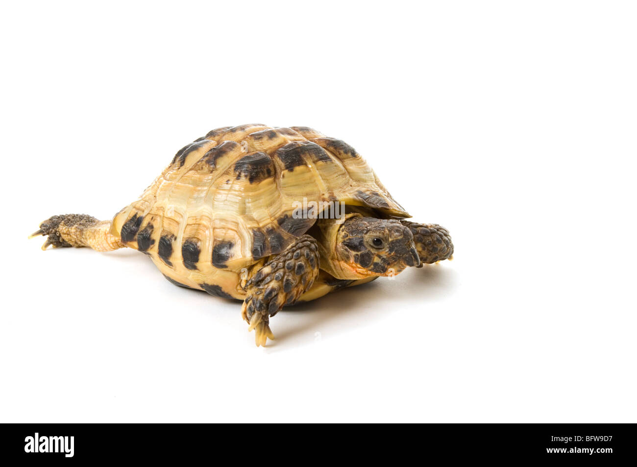 Fast moving animal hi-res stock photography and images - Alamy