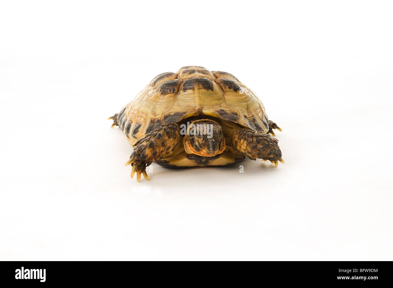 Reptiles with shells hi-res stock photography and images - Alamy