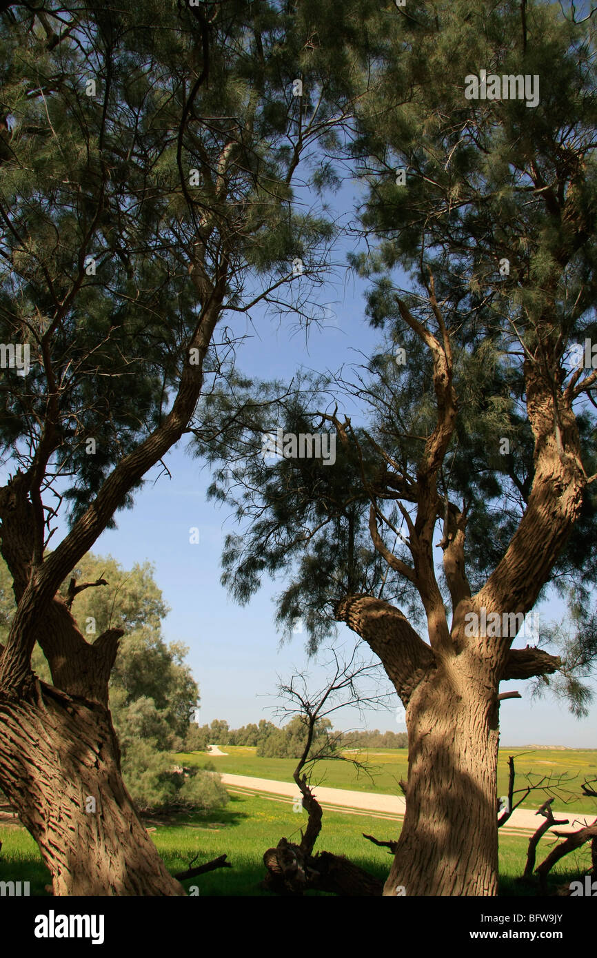 Israel negev tamarisk trees tamarix hi-res stock photography and images ...