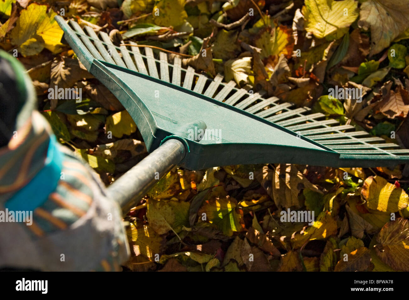 Man collect leaves on grass hi-res stock photography and images - Alamy