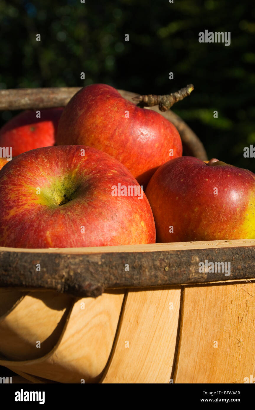 Close up of ripe Charles Ross apple fresh fruit apples in a trug ...