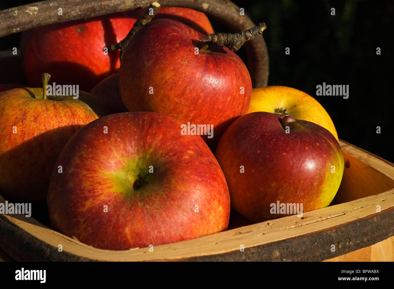 Ripe picked Charles Ross apple fresh fruit red apples in a trug basket ...