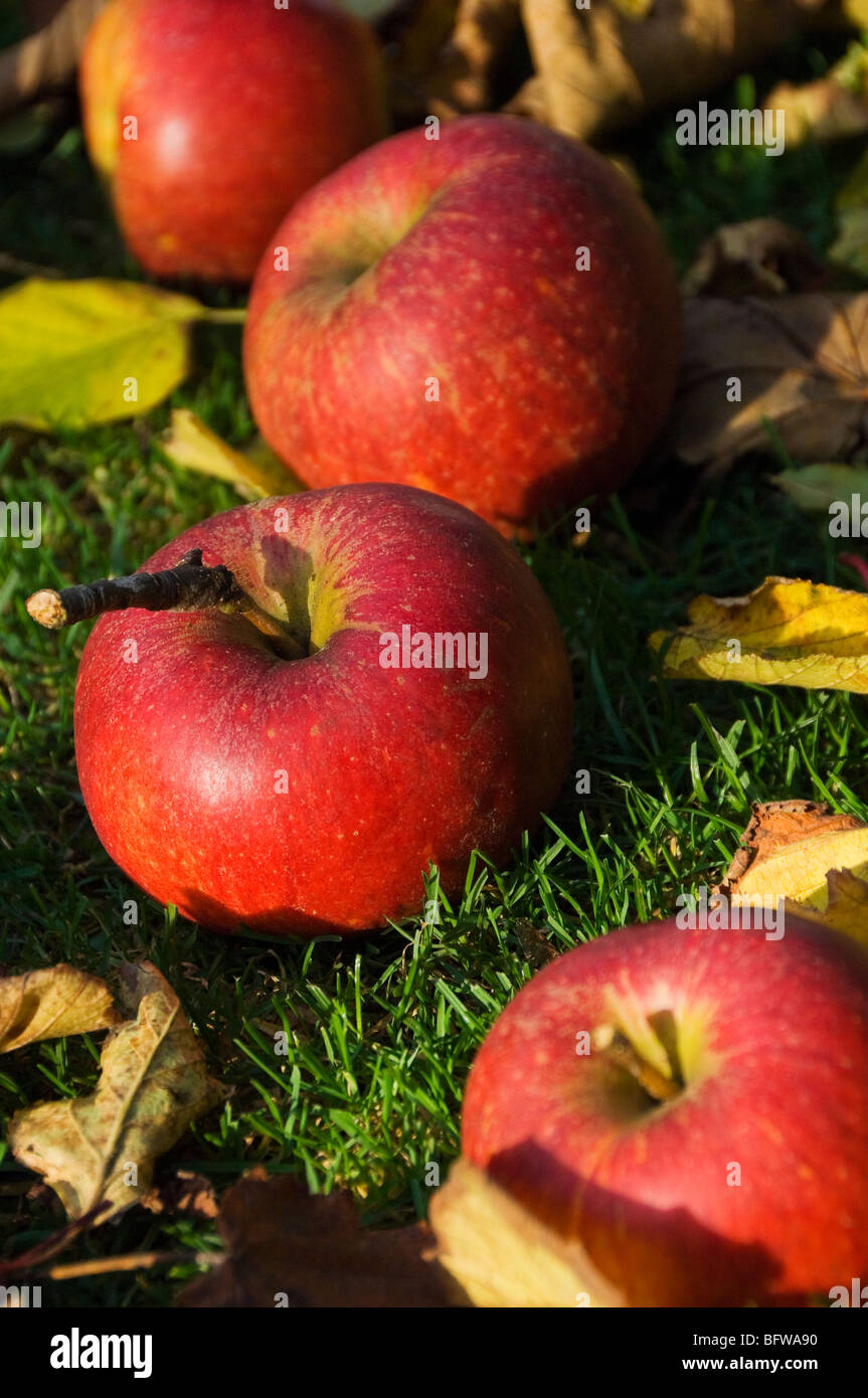 Crunchy apples on the apple tree hi-res stock photography and images ...