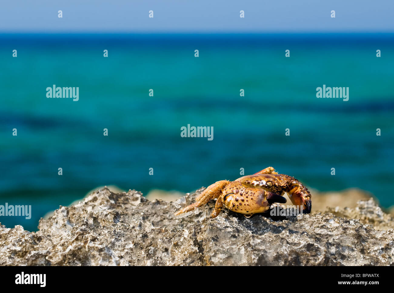 Greek crabs hi-res stock photography and images - Alamy