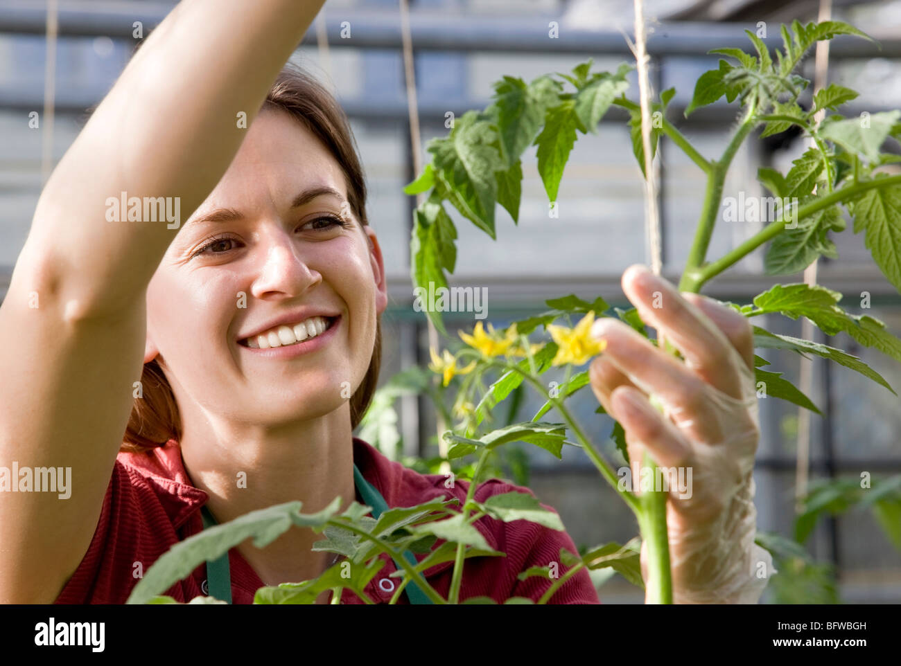 Woman caring tomato plant hi-res stock photography and images - Alamy
