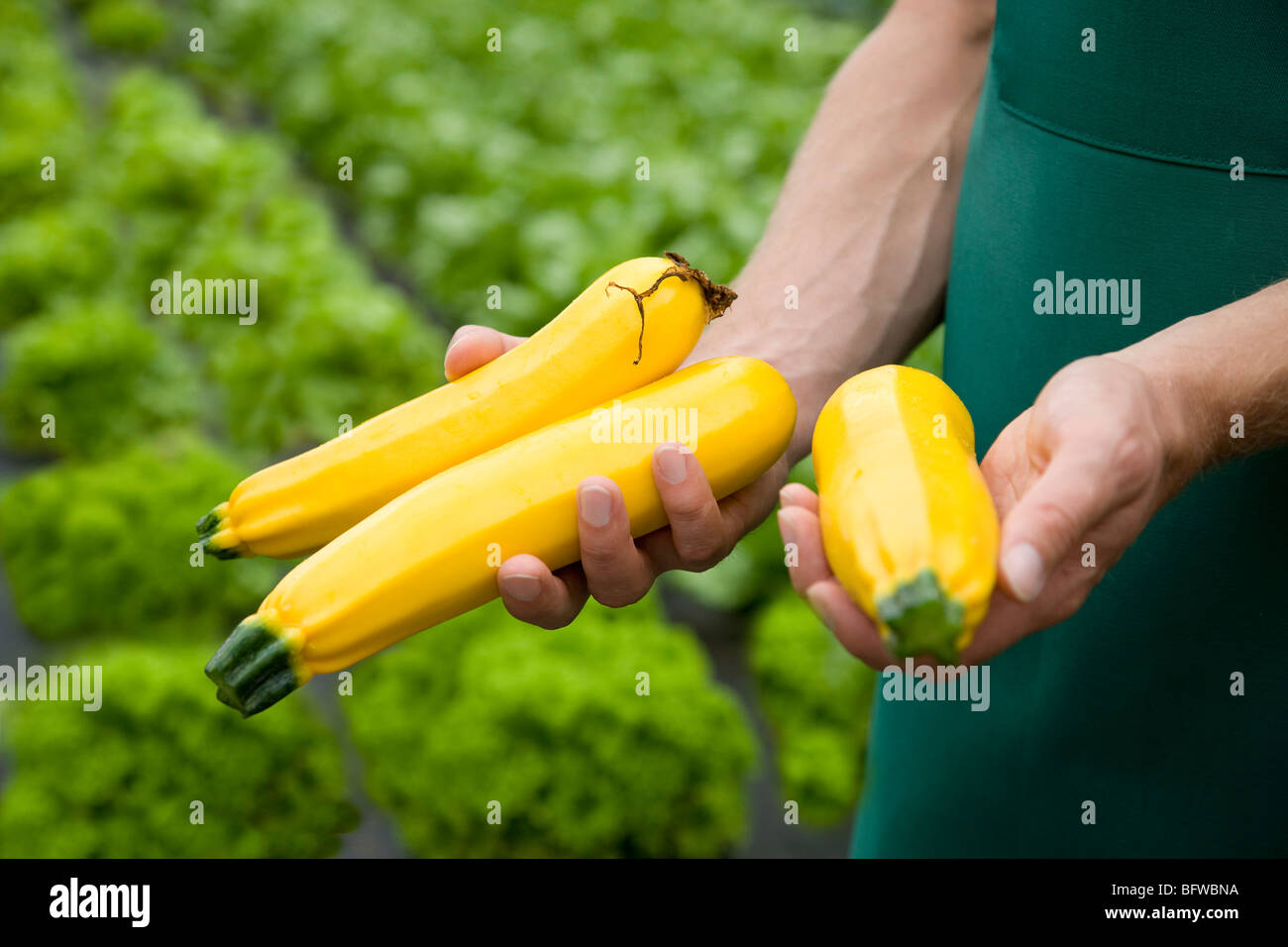 man harvesting yellow zucchini Stock Photo - Alamy