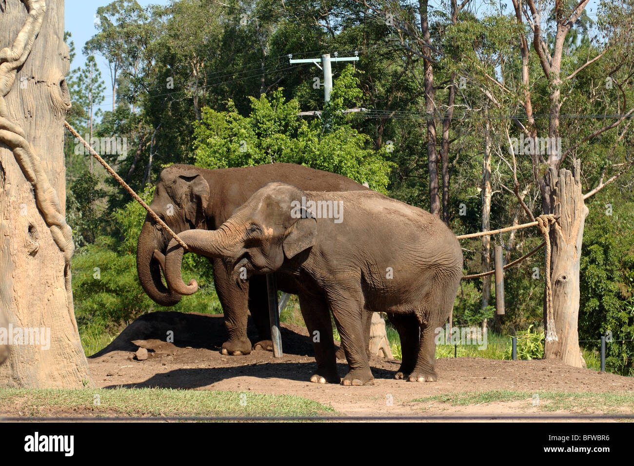 Young elephant playing Stock Photo - Alamy