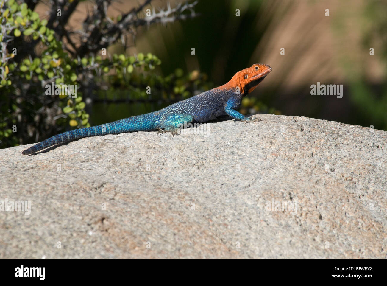 Red-headed Rock Agama Agama agama San Diego Zoo California USA Stock ...
