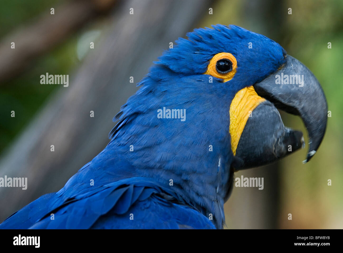 Hyacinth Macaw Anodorhynchus hyacinthinus San Diego Zoo California USA ...