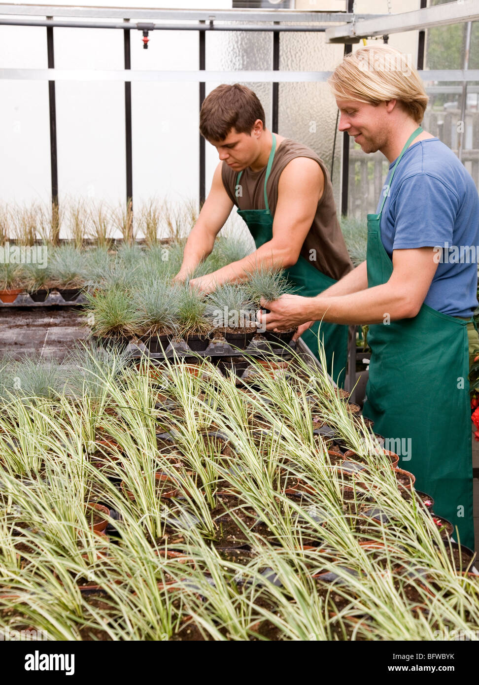 two men caring for plants Stock Photo - Alamy