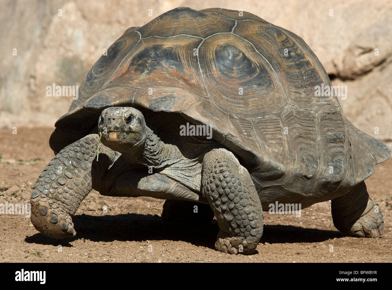 Galapagos Tortoise Geochelone elephantopus Phoenix Zoo Arizona USA ...