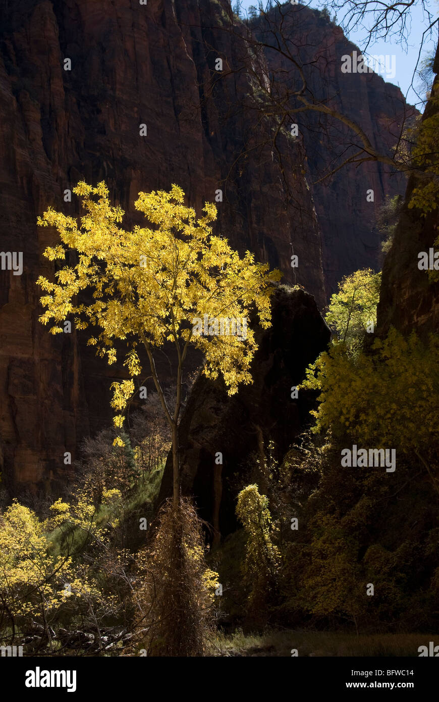 Zion fall colours hi-res stock photography and images - Alamy