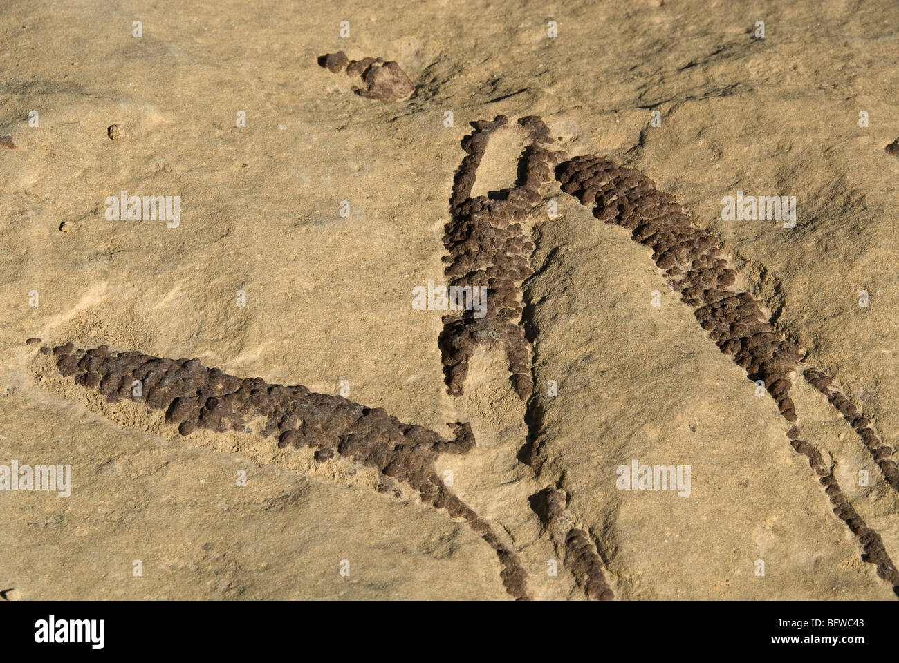 Fossilized shrimp-like creature burrows Chaco Culture National ...