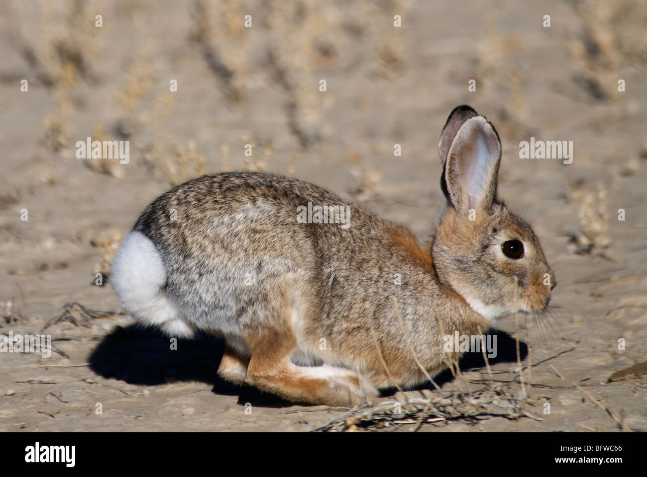 Desert Cottontail Sylvilagus audubonii Chaco Culture National ...