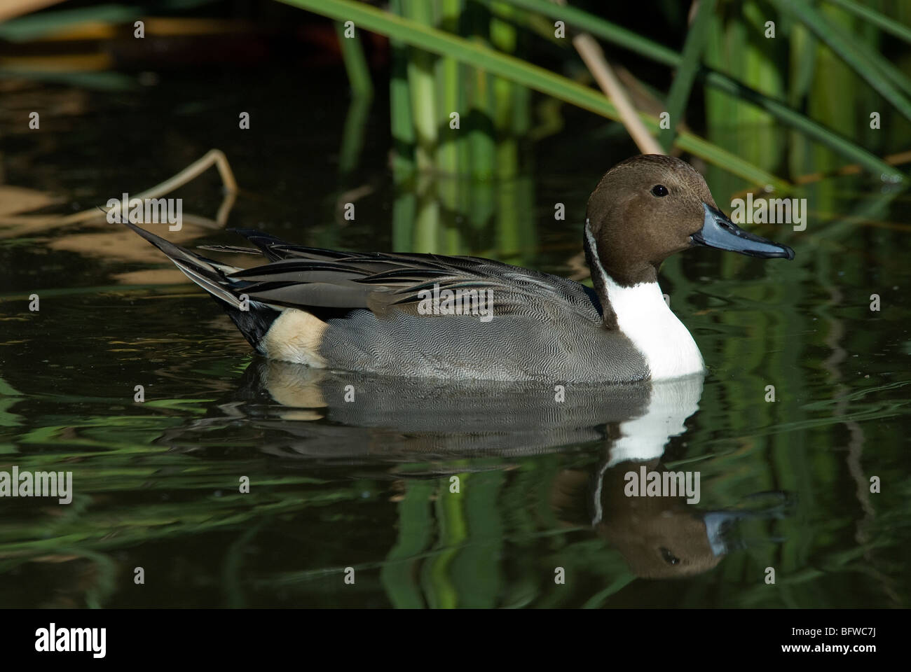 Northern Pintail Anas acuta drake Phoenix Zoo Arizona USA Stock Photo ...