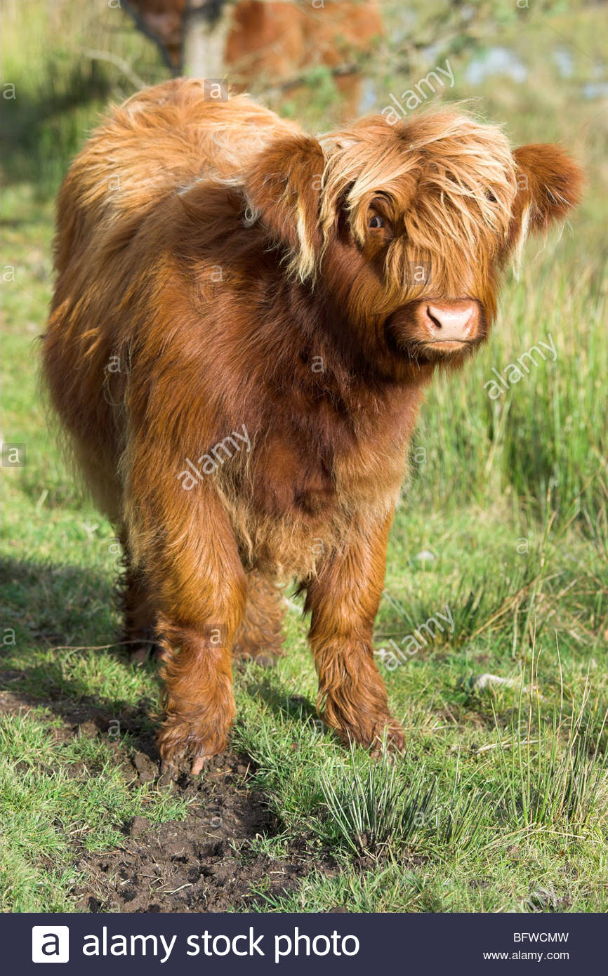 Tarus High Resolution Stock Photography and Images - Alamy