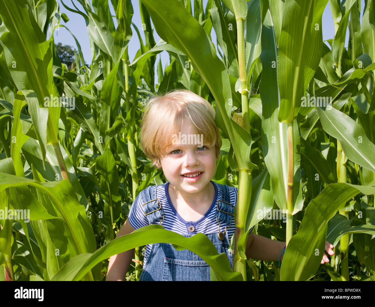 boy playing in corn field Stock Photo - Alamy
