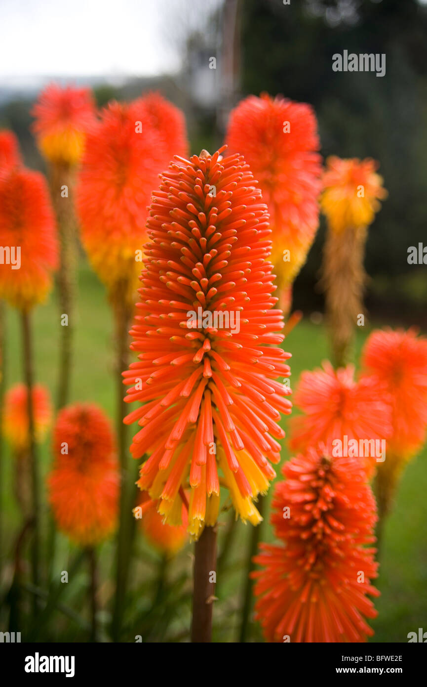 Red hot pokers flowers hi-res stock photography and images - Alamy