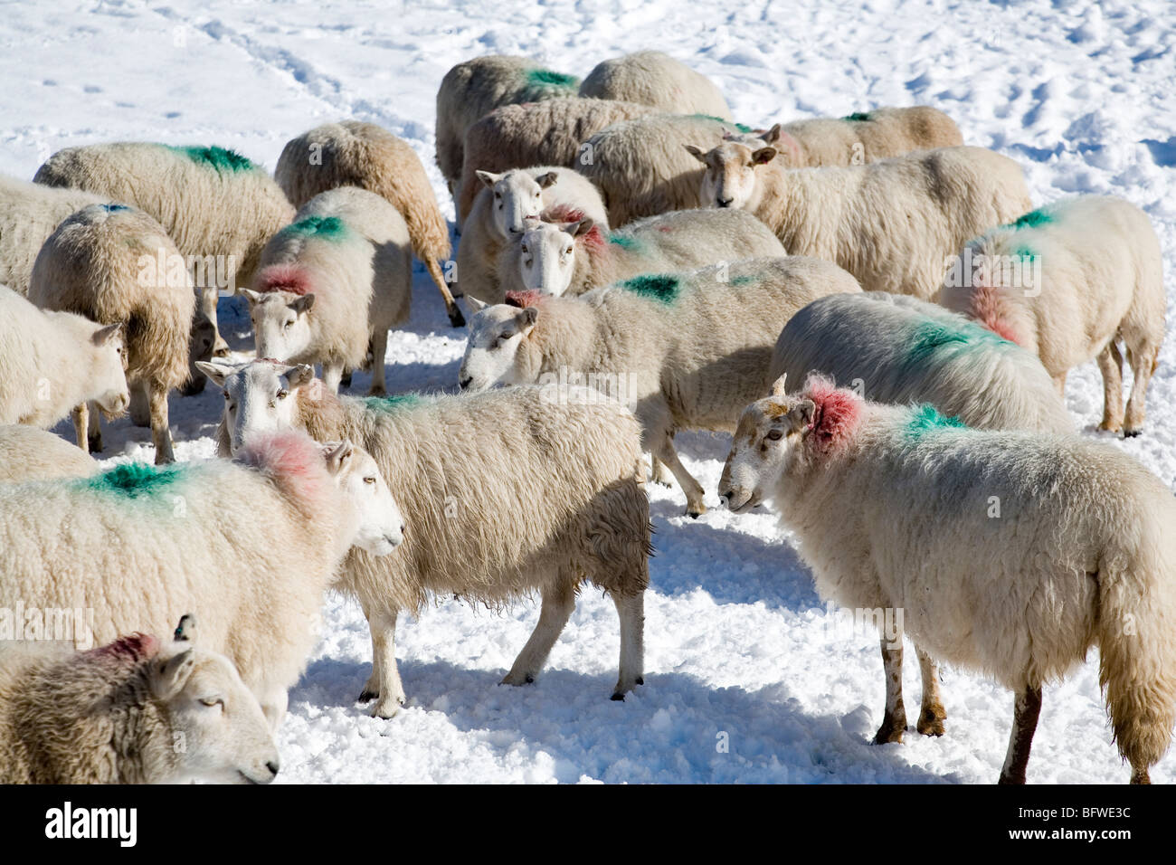 Brecon beacons winter landscape sheep hi-res stock photography and ...