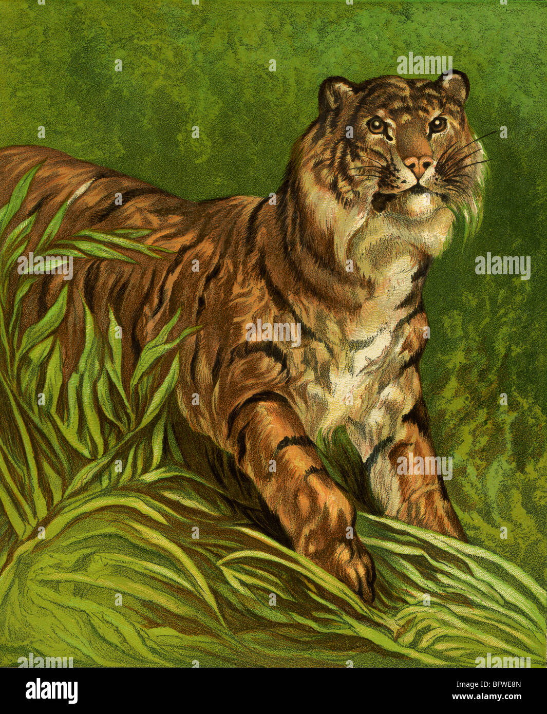 CROUCHING TIGER Stock Photo - Alamy