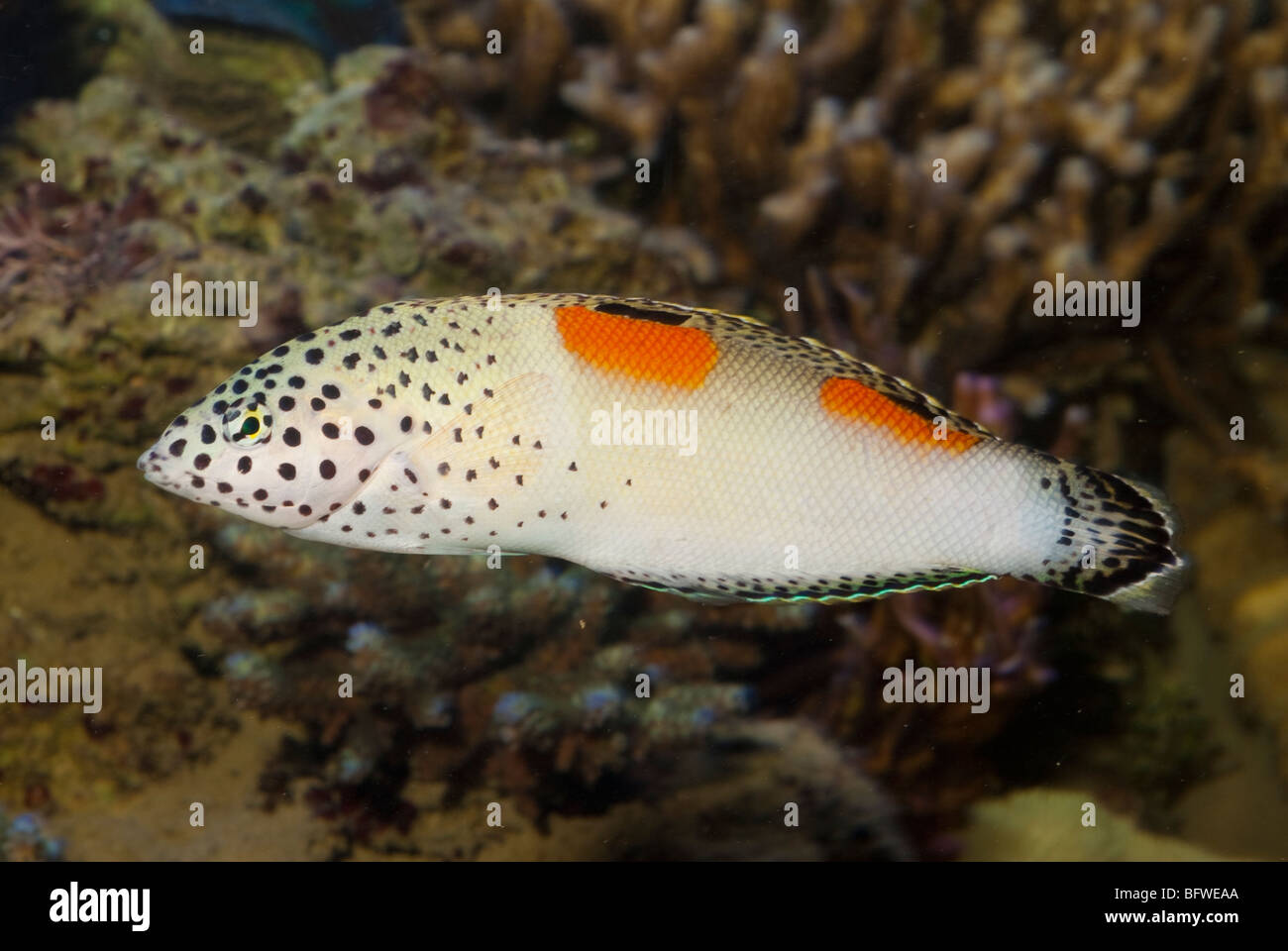 Coris aygula hi-res stock photography and images - Alamy