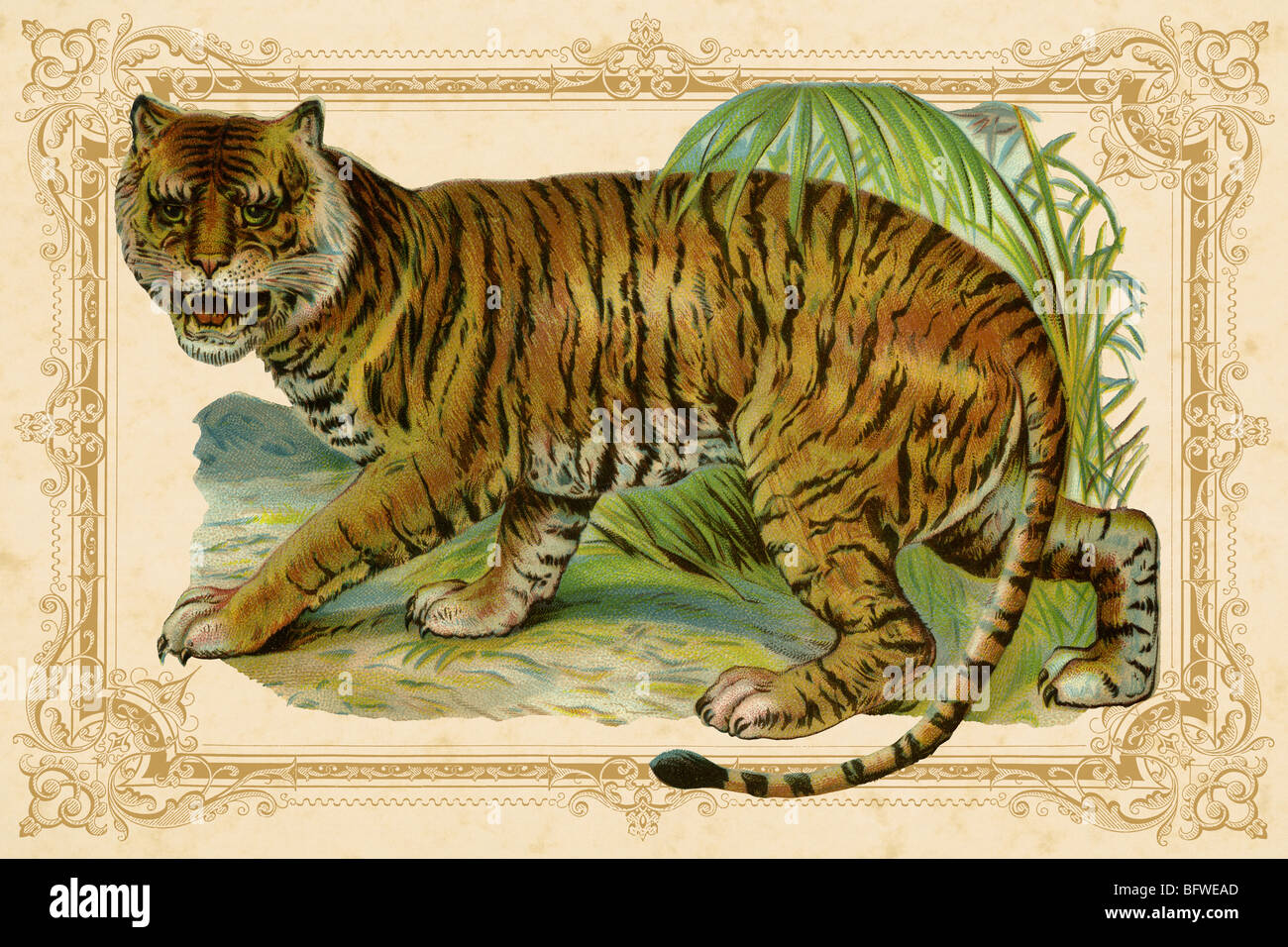 Victorian tiger hi-res stock photography and images - Alamy