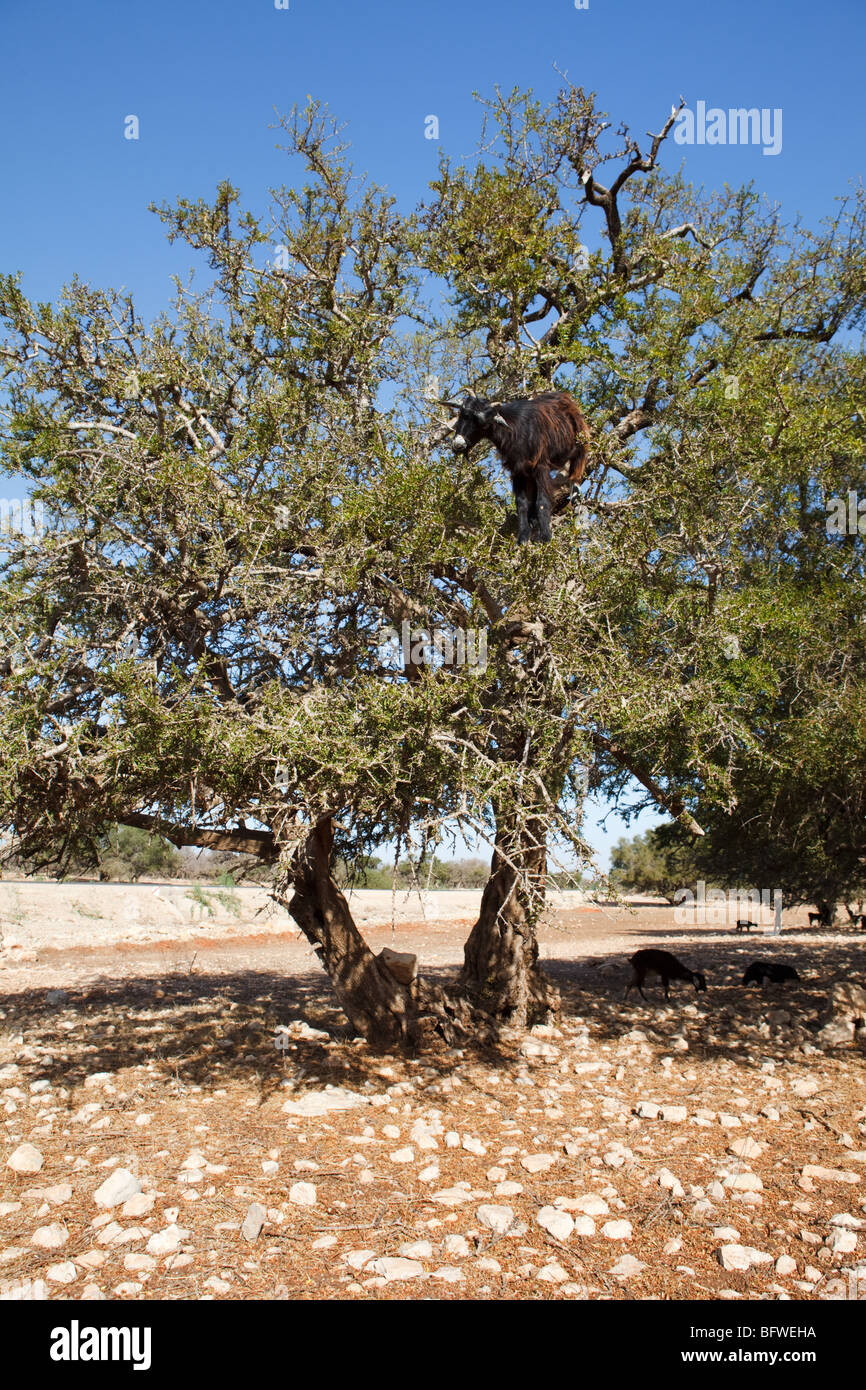 Atlas goat hi-res stock photography and images - Alamy