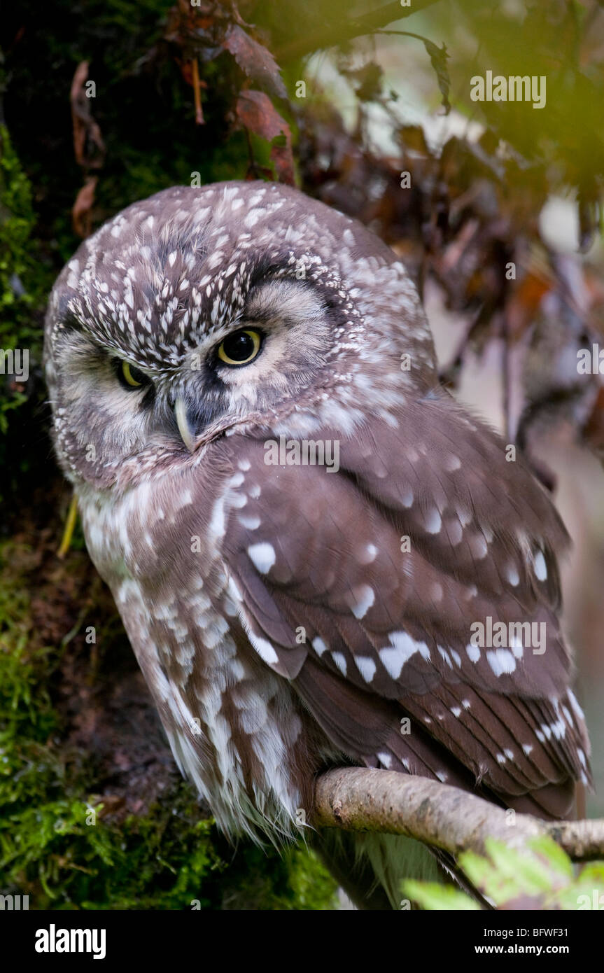 Raufußkauz (Aegolius funereus) - Tengmalm`s Owl Stock Photo - Alamy