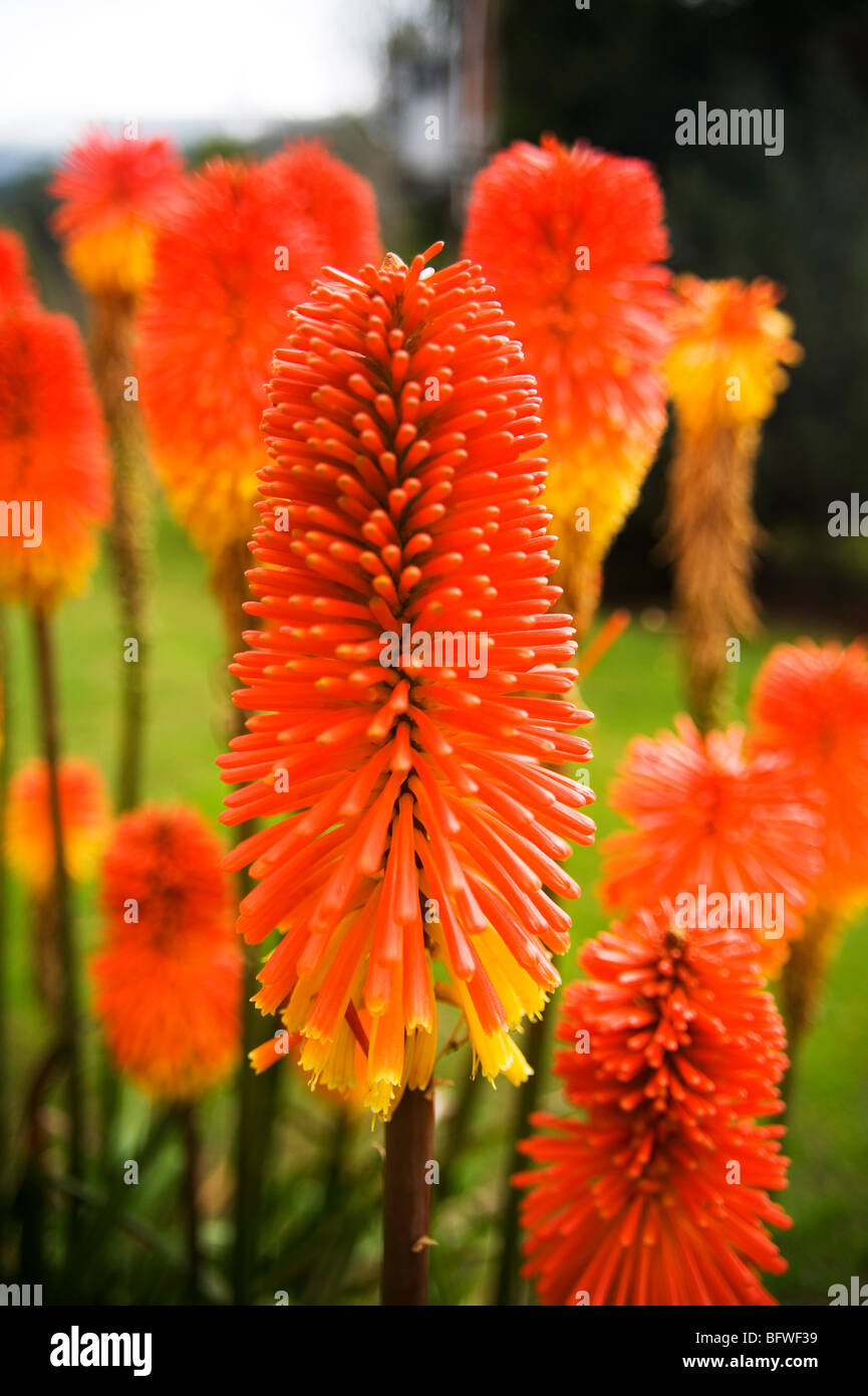 Red hot poker hi-res stock photography and images - Alamy