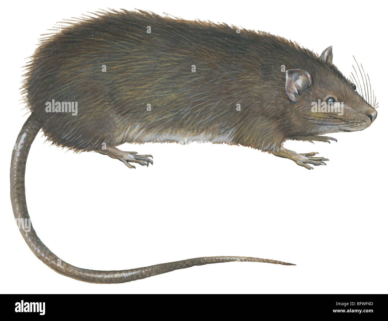 Bandicoot rat hi-res stock photography and images - Alamy