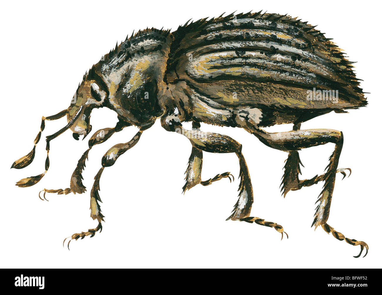 Weevil illustrations hi-res stock photography and images - Alamy